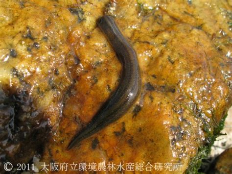 シマイシビル 大阪府の水生生物在来種 図鑑 大阪府立環境農林水産総合研究所