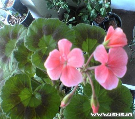 انجمن علوم باغبانی آماتور ایران شمعدانی بذری هیبرید