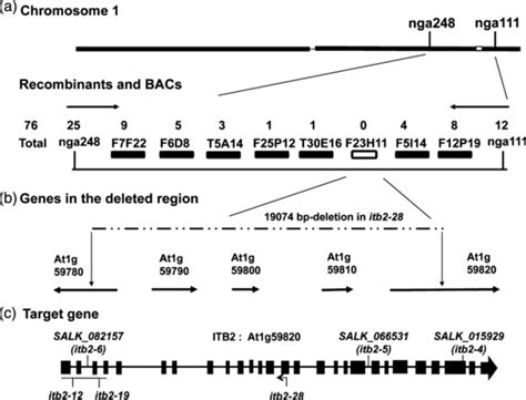 Positional Cloning And Gene Structure Of Itb2 A Itb2 Fine Mapping