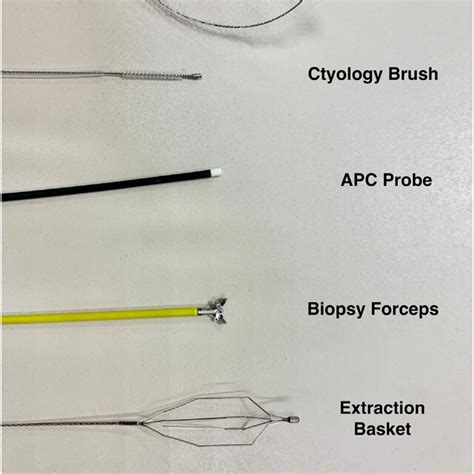 Endoscopic View Of The Biliary Polypoid Lesion Using Direct Peroral Download Scientific Diagram