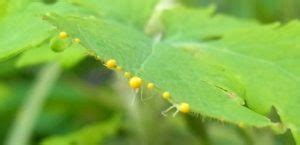 かぶれる植物の種類まとめ｜草木かぶれの原因となる植物8種｜おしえて！田舎センセイ！