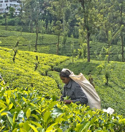 Sri Lanka Fancy A Cuppa Nz Herald