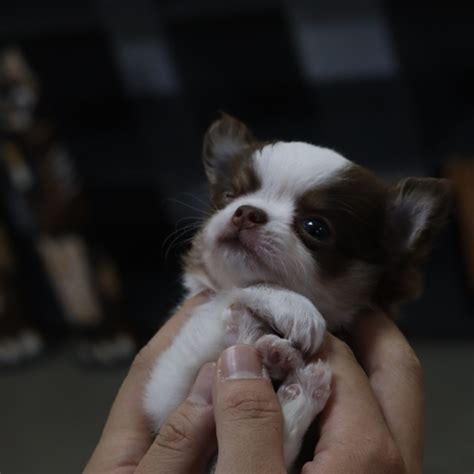치와와 성격 및 특징 강아지훈련소 강아지배변훈련 인천강아지훈련소 강아지짖음