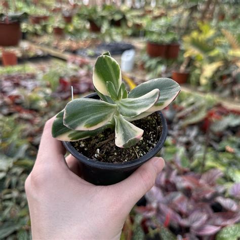 Crassula Argentea Variegata Steves Leaves