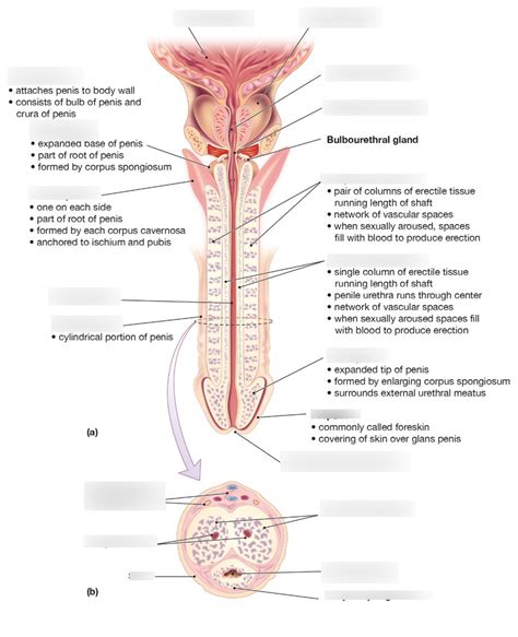 CH Structure Of P Diagram Quizlet