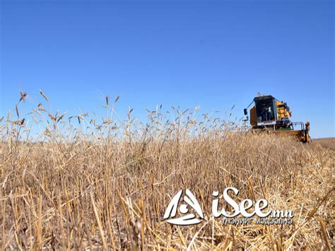 Өнөө шөнө зүүн аймгуудын нутгаар цочир хүйтэрч хүнсний ногоо хайрагдаж болзошгүйг анхааруулж