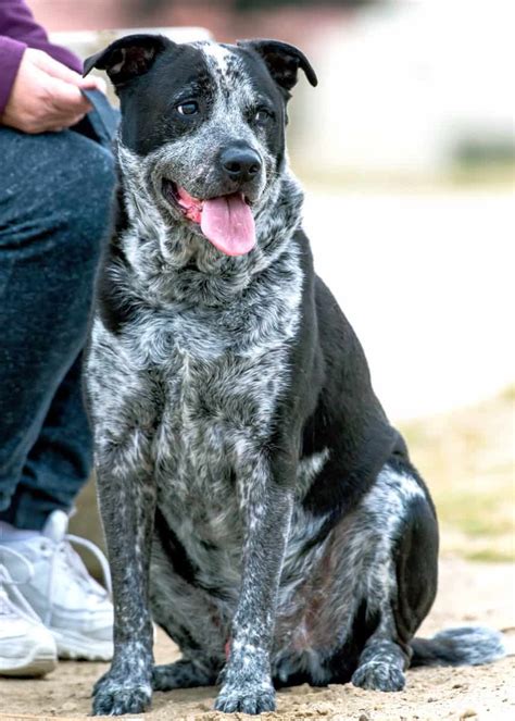 Everything You Need To Know About The Blue Heeler Pit Mix 43 Off