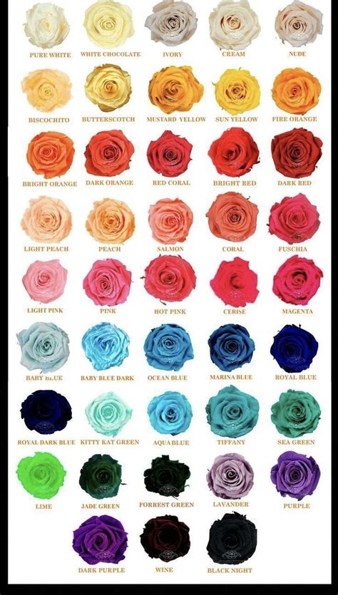 Rose Colour Meaning Guide Chart For Download Artofit