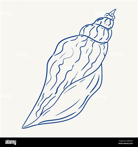Detailed Outline Of A Sea Shell Showcasing Intricate Patterns And Detailed Outline Of A Sea Shell Showcasing Intricate Patterns And