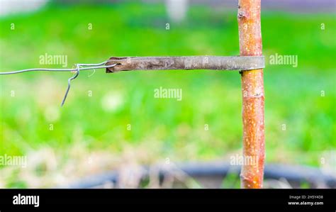 Tied Up Tree Seedling Close Up Leather Padding To Prevent Damage To Tree Bark Stock Photo Alamy