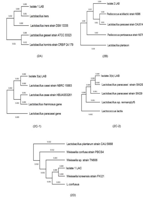 Phylogenetic Tree Constructed Using Mega X Software For Lab