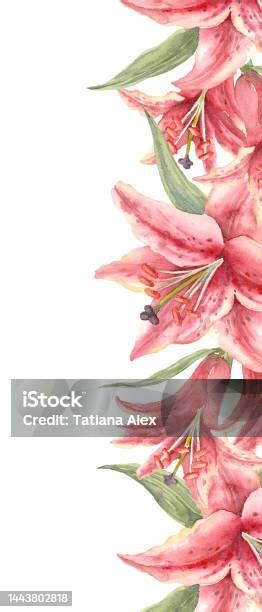 동양 하이브리드 백합 핑크 백합 꽃과 새싹입니다 브로셔 디자인 서식 파일입니다 수채화 손으로 그린 A4 레이아웃 0명에 대한 스톡 벡터 아트 및 기타 이미지 Istock