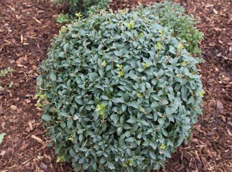 Osmanthus Burkwoodii Topiary