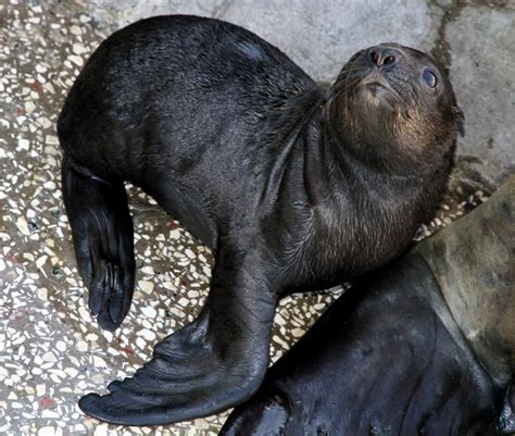 ორმაგი მატება ბათუმის დელფინარიუმში Dolphinarium