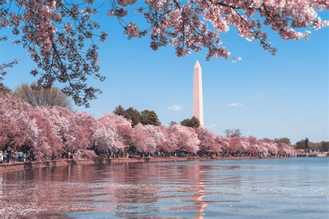 The Best Places To See Cherry Blossoms In Washington Dc