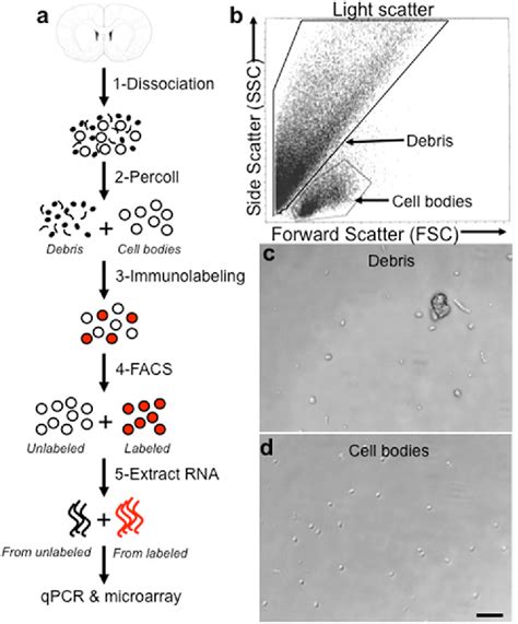figure 2 from facs purification of immunolabeled cell types from adult rat brain semantic scholar