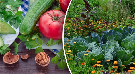 Місячний посівний календар на липень що посадити в липні Главред