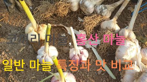 텃밭 농사 텃밭 초보를 위한 코끼리 마늘 홍산 마늘 일반 마늘의 특징과 맛 Youtube