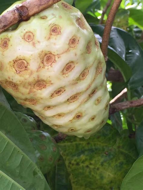 诺丽果（noni），看后秒懂 搜狐大视野 搜狐新闻