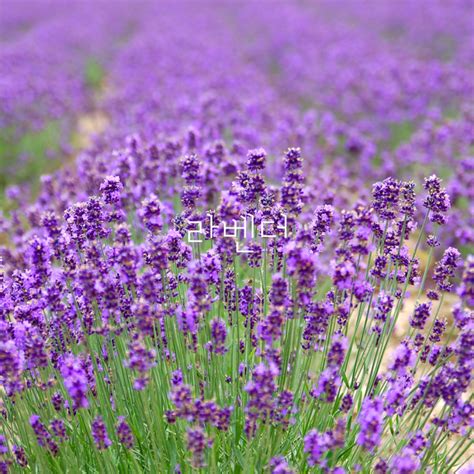 라벤더 꽃 종류와 의미 있는 꽃말 키우기 방법 알아보기 네이버 블로그