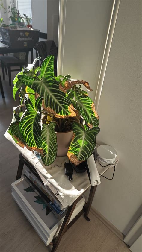we don t know what s wrong please help r plantclinic