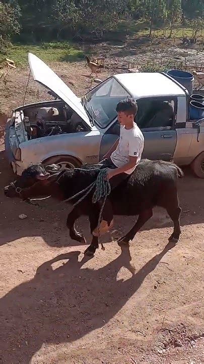 Animais De Estimação Red Búfalo 🦬 Conhaque Boi 🐂 Youtube