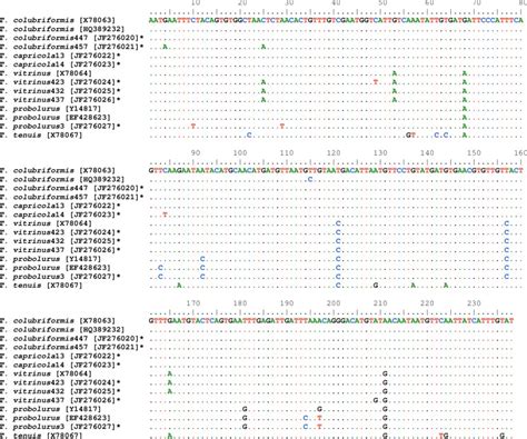 Alignments Of The Its2 Sequences Representing For All Trichostrongylus Download Scientific