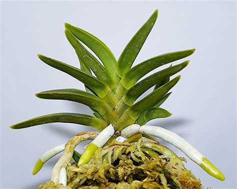 Yahooオークション 蘭遊園 富貴蘭『翠扇』3本子付き花芽付 風蘭 春