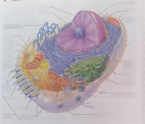 Anatomy Cell Diagram Quizlet