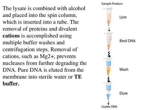 Te Buffer Recipe For Dna Extraction Besto Blog