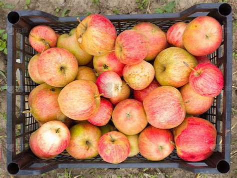 苹果在盒子里。