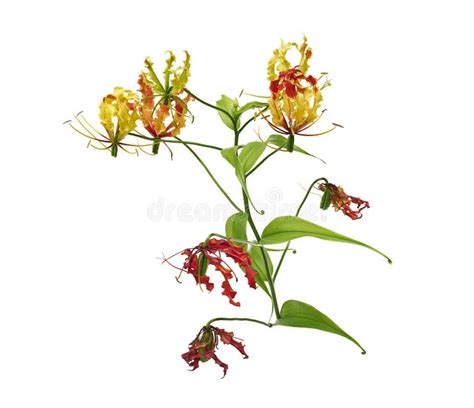 Flame Lily Fire Lily Gloriosa Superba Flower Isolated On White