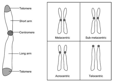 Structure Of Chromosome With Diagram