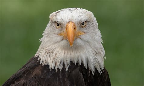 Seeadler Foto And Bild Deutschland Europe Nordrhein Westfalen Bilder