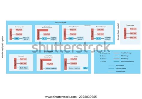 Diagram Showing Classification Lipids Storage Lipids Stock Vector Royalty Free