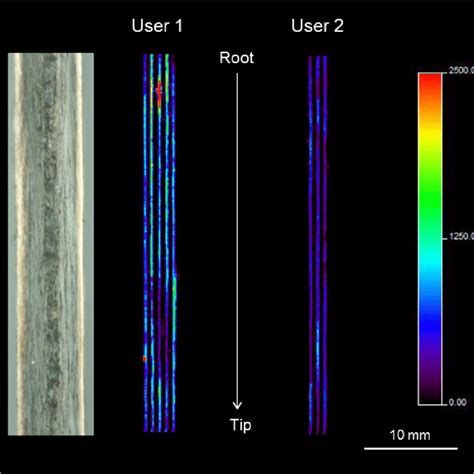 Maldi Msms Image Of Longitudinally Sectioned Drug Users Hair Samples