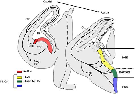 Origins Of Gabaergic Neurons Populating The Cerebral Cortex And Download Scientific Diagram