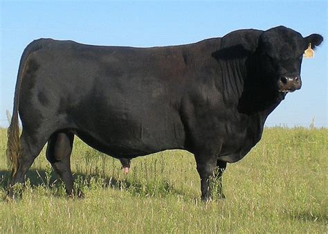 Black Beef Cows