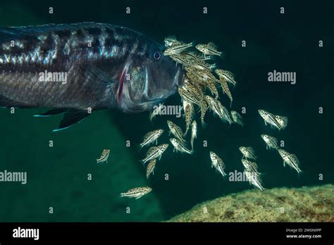 A Female Mouth Brooding Cichlid Tyrannochromis Nigriventer With Her