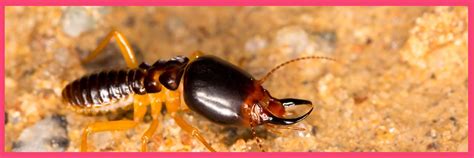 Termites In Colorado Mountains Warehouse Of Ideas