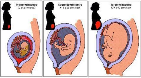 Desarrollo Embriològico Y Fetal En El Primer Y Segundo Trimestre Mind Map