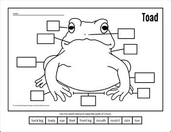 Draw And Label A Toad
