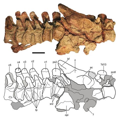 Eucnemesaurus Alchetron The Free Social Encyclopedia