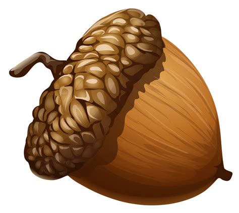 Acorn Art Graphics Illustrations Png Image