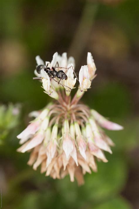 A Black Ant On A Clover Flower By Stocksy Contributor David Smart Stocksy