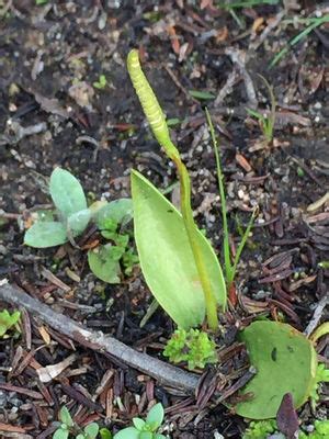 Ophioglossum L Plants Of The World Online Kew Science