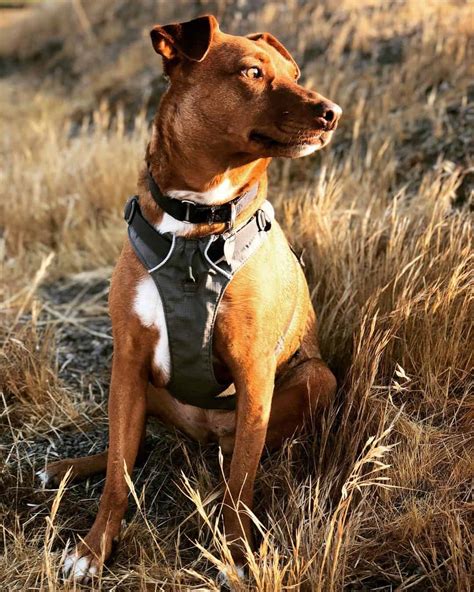Vizsla Pitbull Mix Will This Pooch Be The One For You