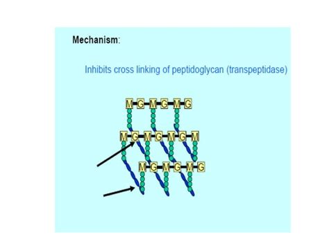 Penicillins PPTX Infectious Diseases Diseases And Conditions