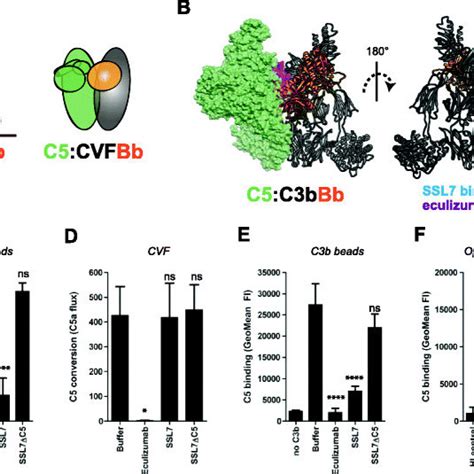 Pdf Molecular Insights Into The Surface Specific Arrangement Of