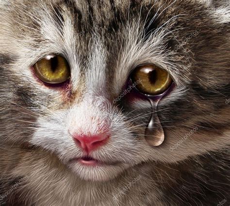 Sad Cute Cat